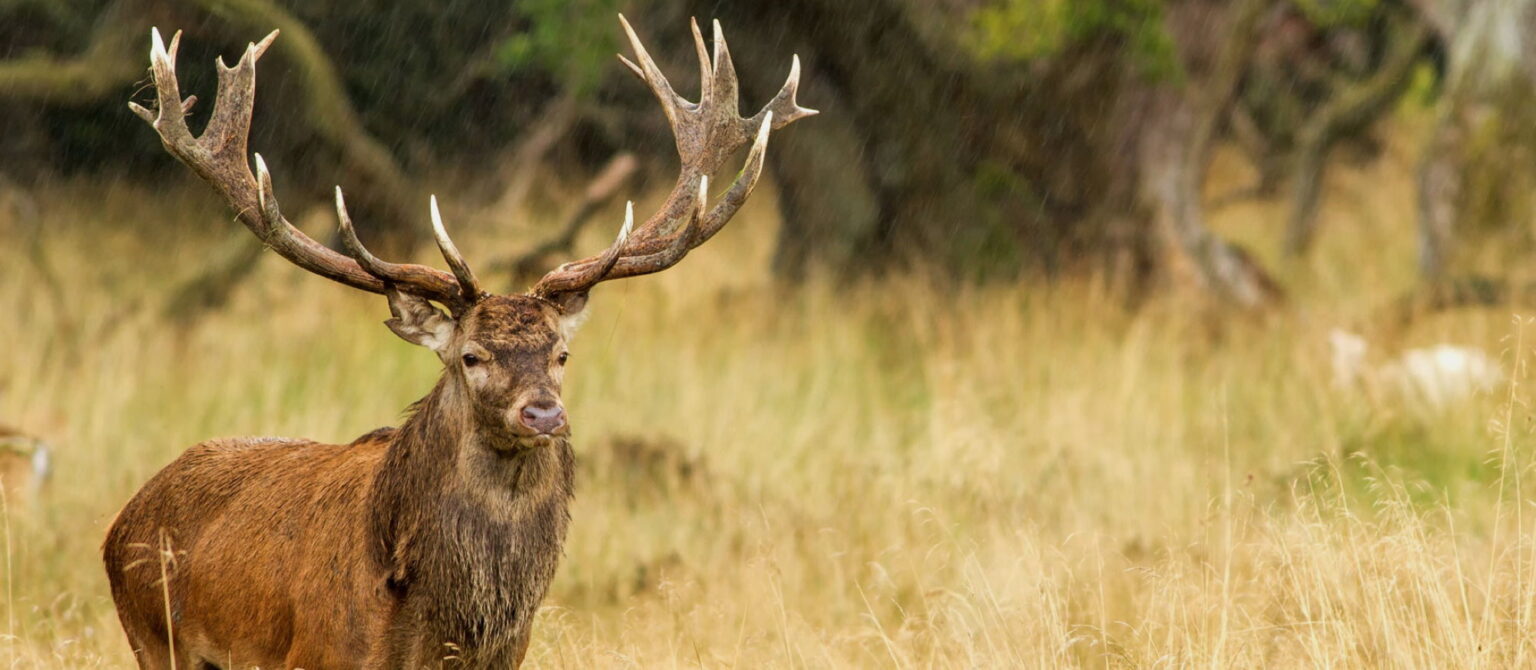 International Wildlife Crimestoppers - Anti Poaching Organization